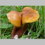AmericanMushrooms.com: Chestnut Bolete (Gyroporus castaneus)