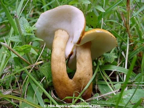 AmericanMushrooms.com: Chestnut Bolete (Gyroporus castaneus)