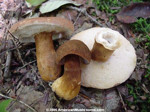 AmericanMushrooms.com: Chestnut Bolete (Gyroporus castaneus)