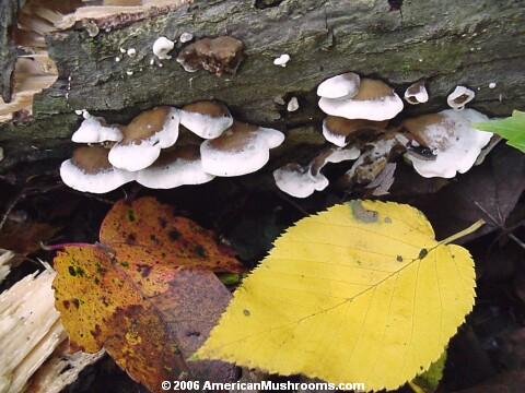 AmericanMushrooms.com: Bear Lentinus (Lentinellus ursinus)