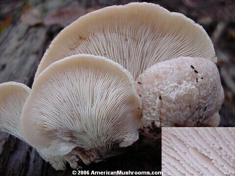 AmericanMushrooms.com: Bear Lentinus (Lentinellus ursinus)